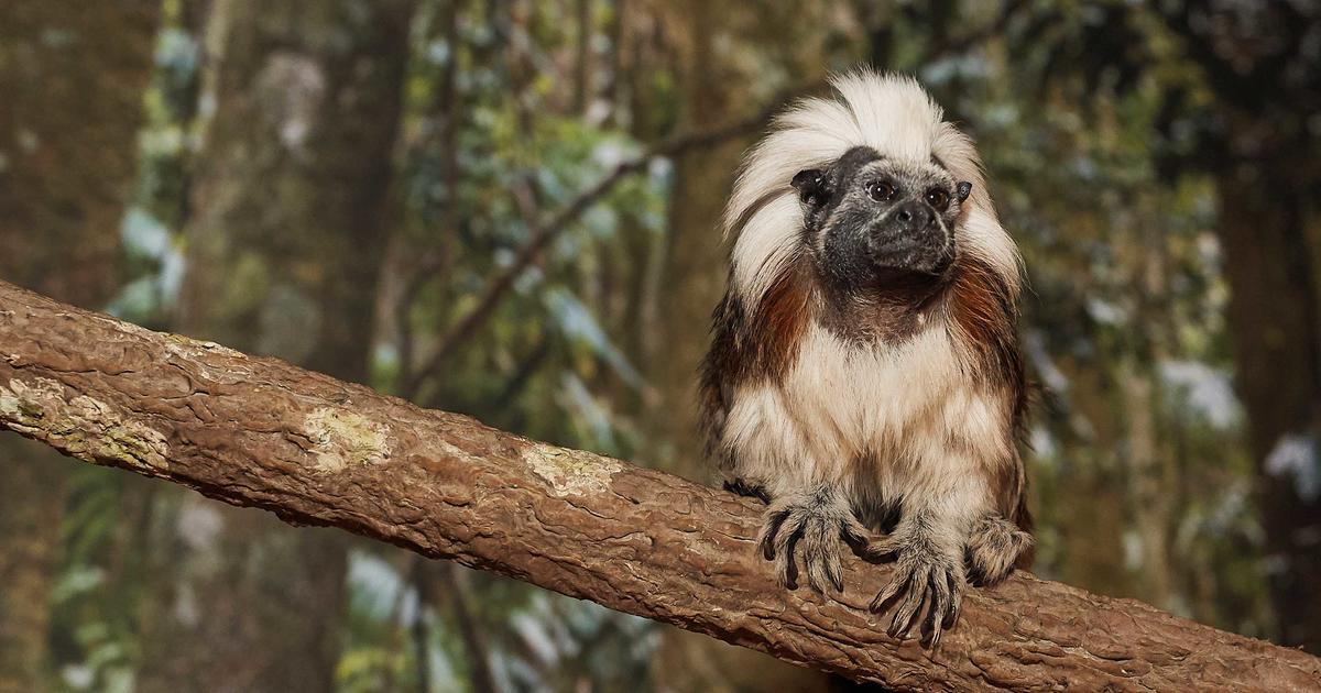 Taronga Foundation | Taronga Conservation Society Australia