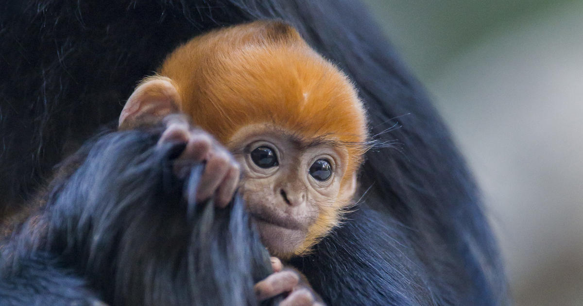 Newborn Francois Langur baby is as bright as can be | Taronga ...